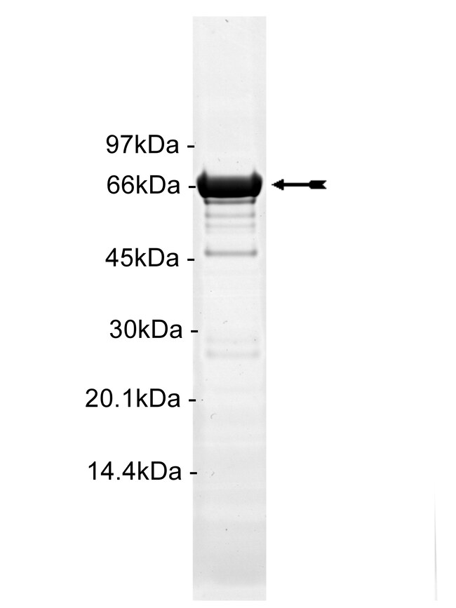 Eurofins DiscoverX p38γ/SAPK3 Protein, Active: Proteínas A-Z Proteínas | Fisher Scientific